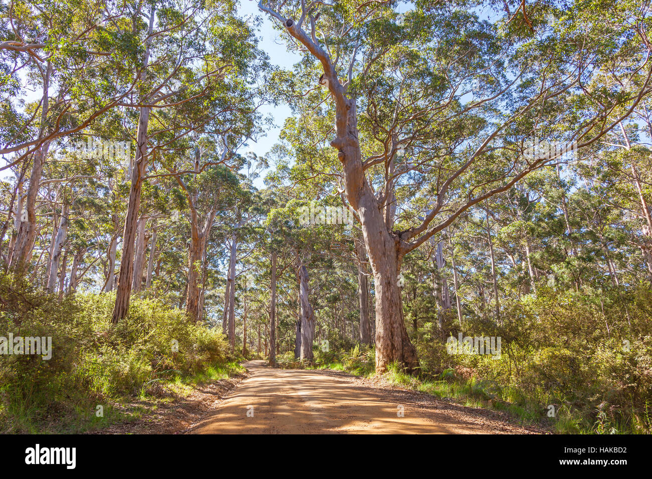 Road through the forest, West Cape Howe National Park, near Albany ...