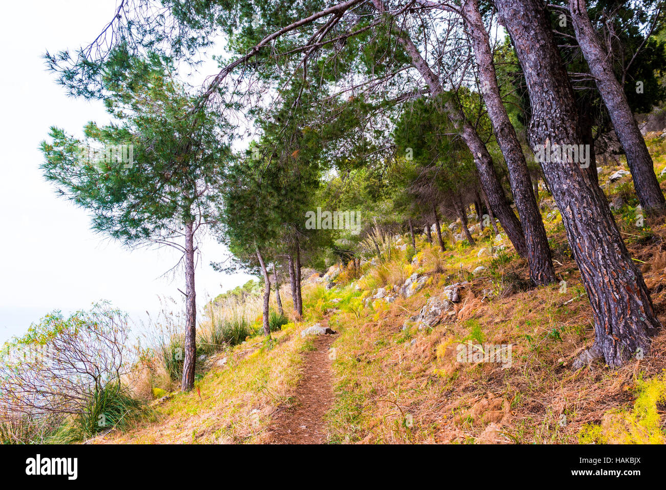 Landscape with trees and stones Stock Photo - Alamy