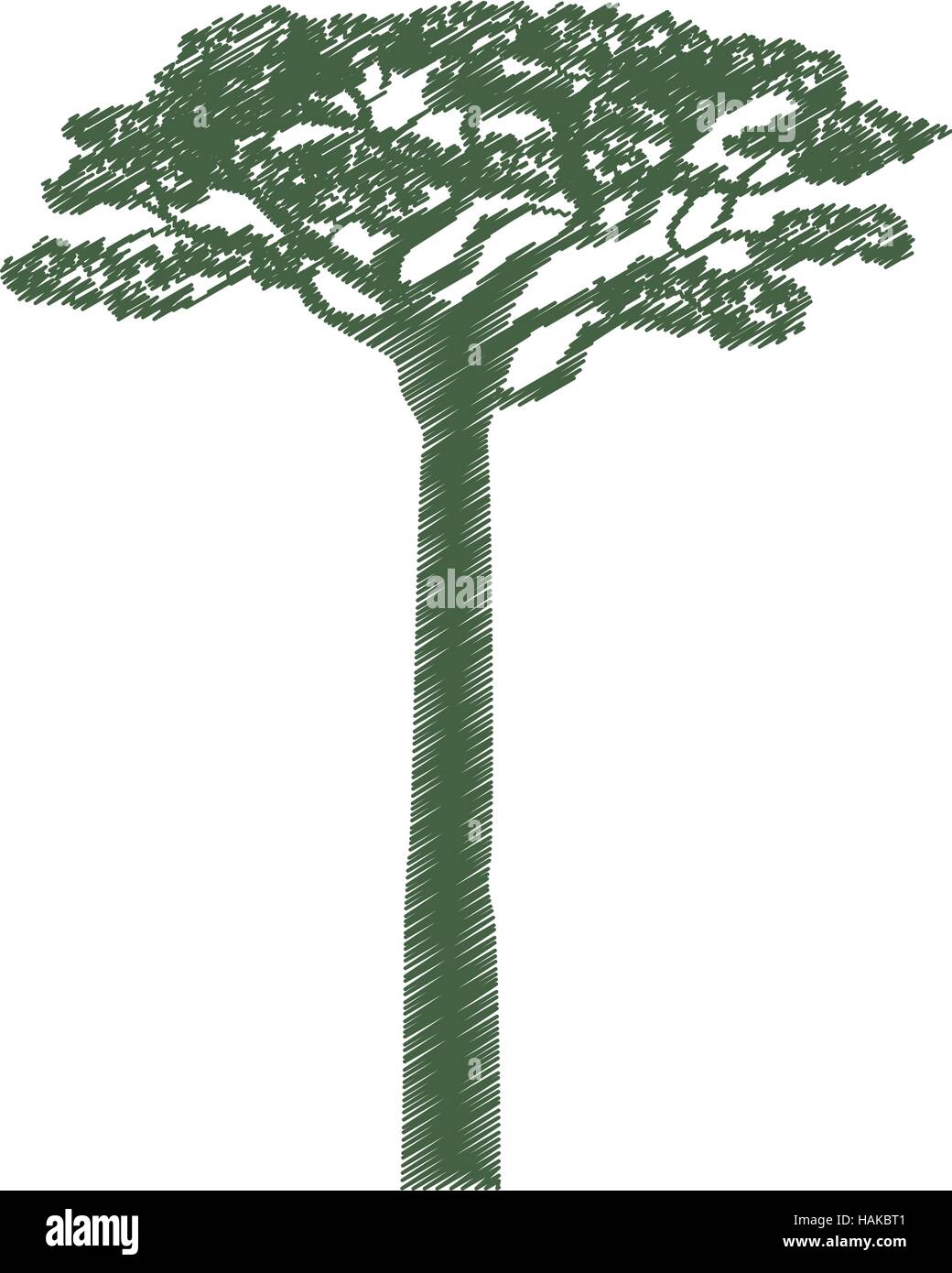 Africa acacia tree icon vector hi-res stock photography and images - Alamy