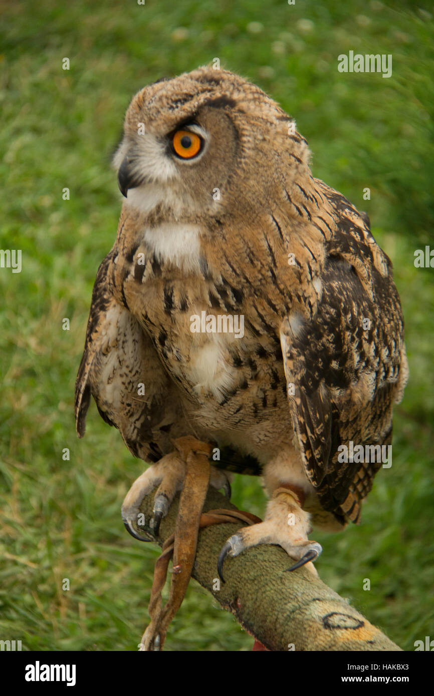 Big owl seating on the branch Stock Photo - Alamy