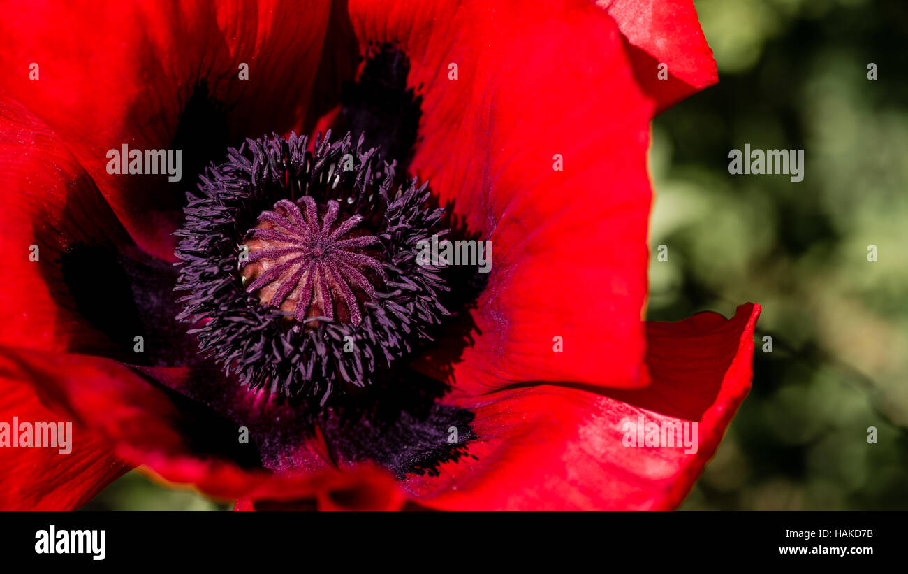 Papaver bracteatum hi-res stock photography and images - Alamy