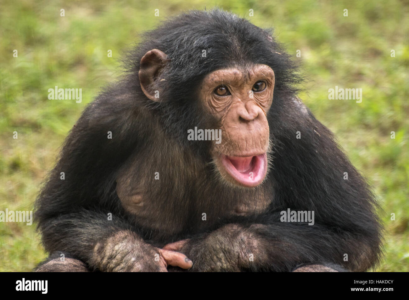 Baby chimapanze hi-res stock photography and images - Alamy