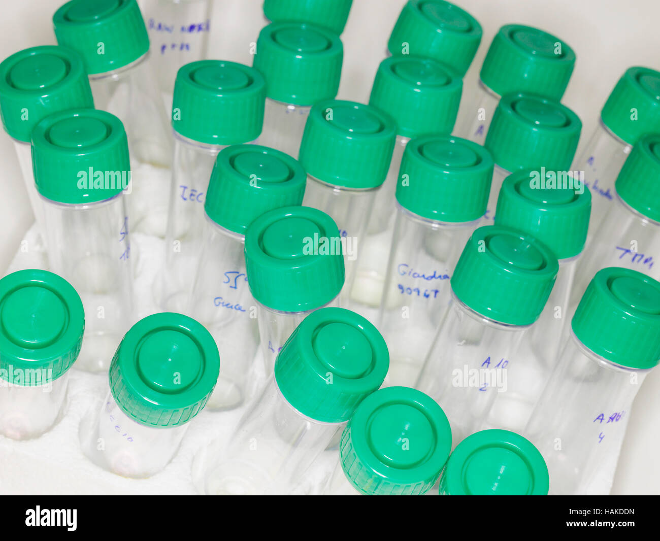 Modified bacteria hi-res stock photography and images - Alamy