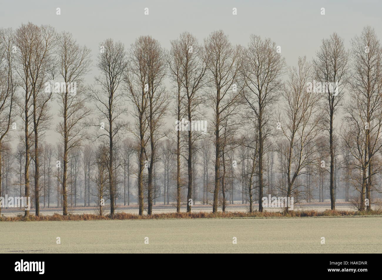 Windbreaks hi-res stock photography and images - Alamy