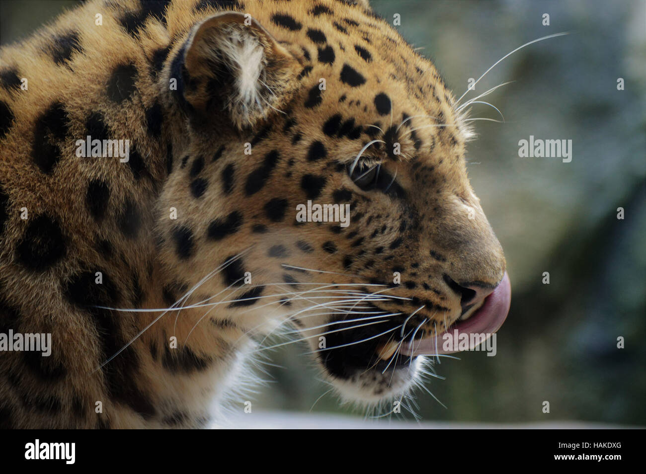 Amur leopard profile hi-res stock photography and images - Alamy