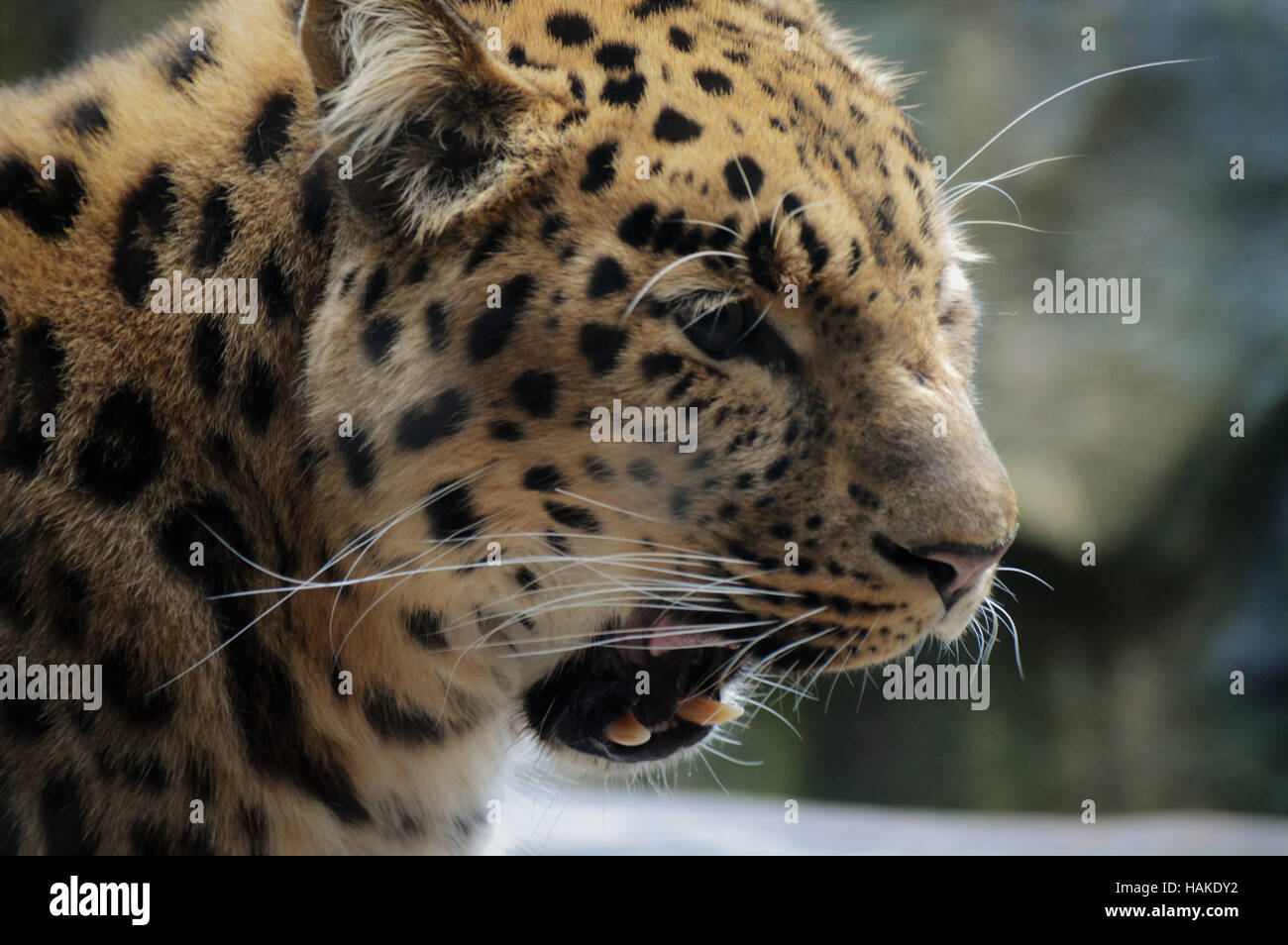 Amur leopard head hi-res stock photography and images - Alamy