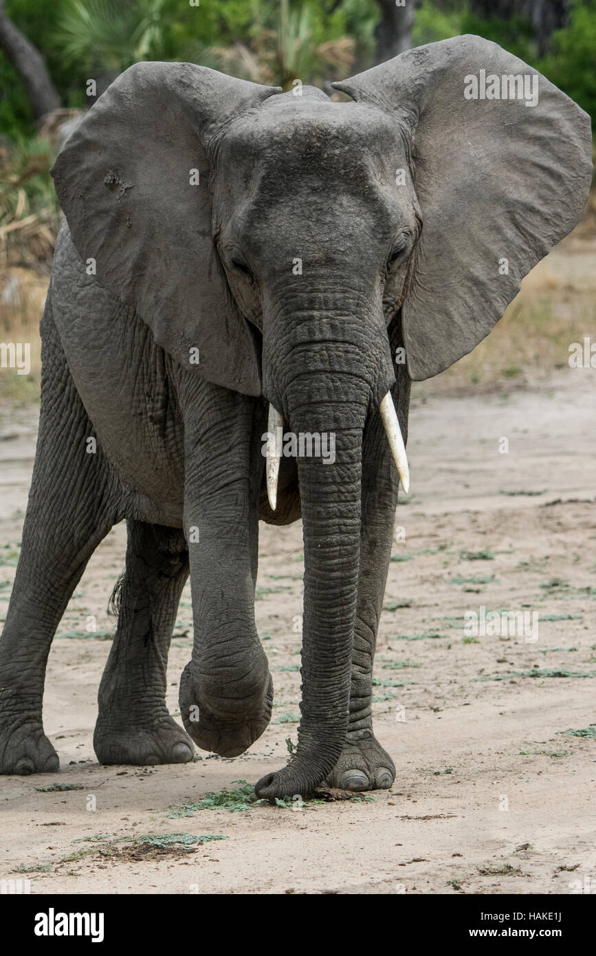African bull elephant hi-res stock photography and images - Alamy