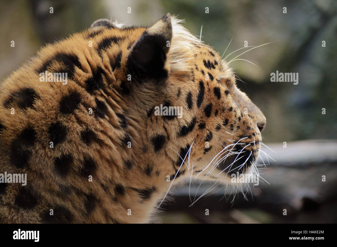 Amur leopard head hi-res stock photography and images - Alamy