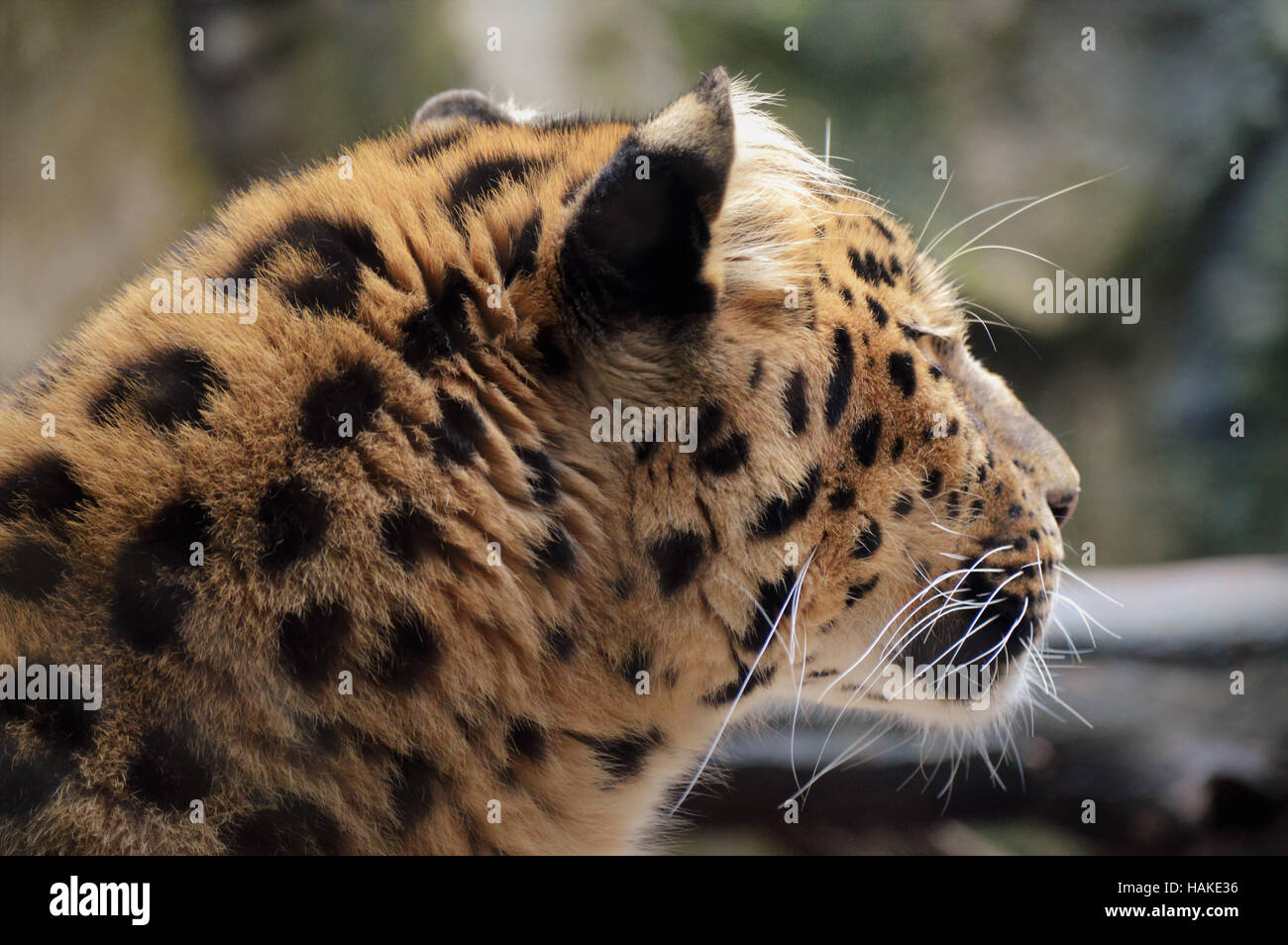 Amur leopard head hi-res stock photography and images - Alamy