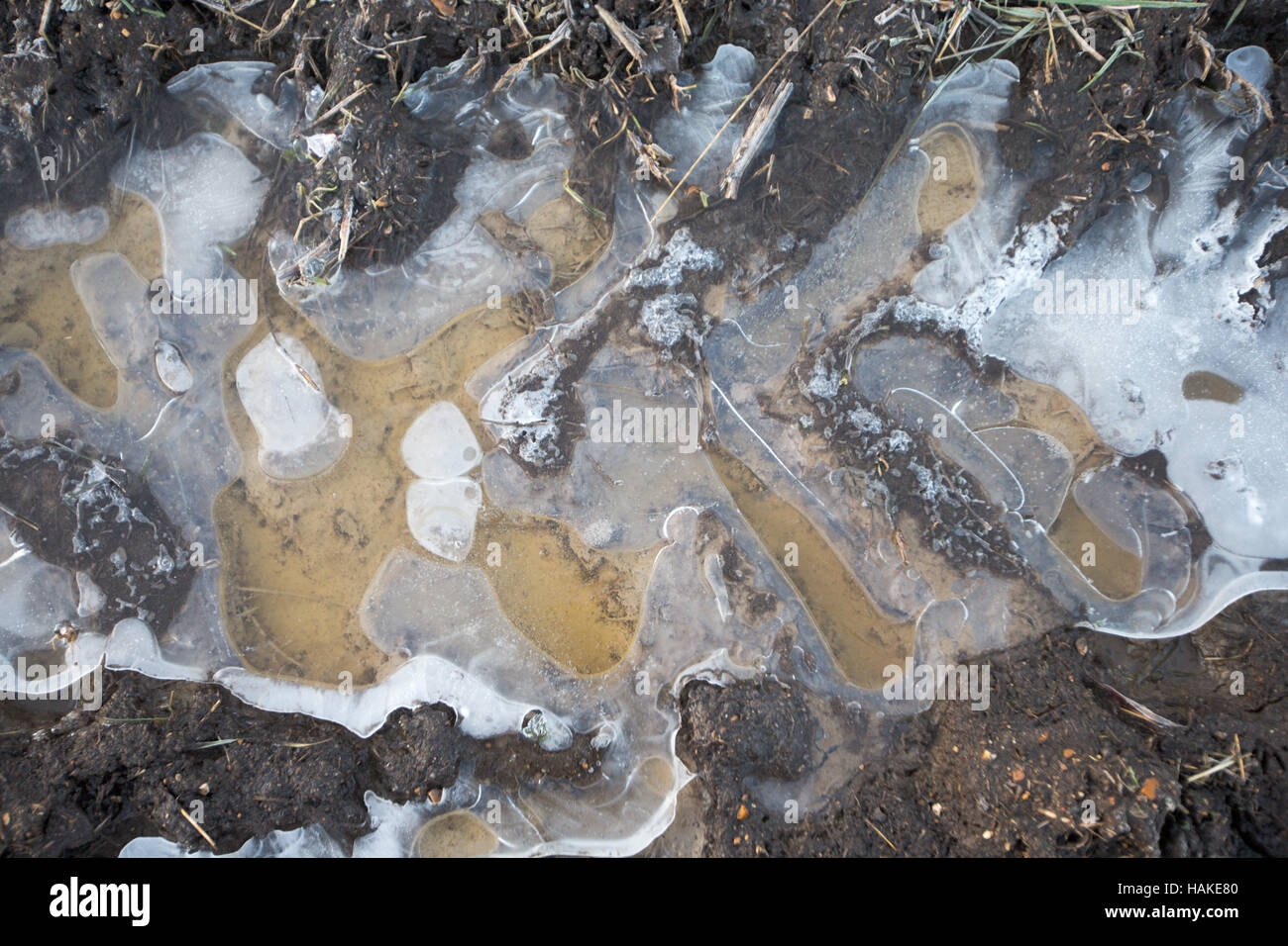 The frozen Cambridgeshire Fens near Ely on the first day of the ...