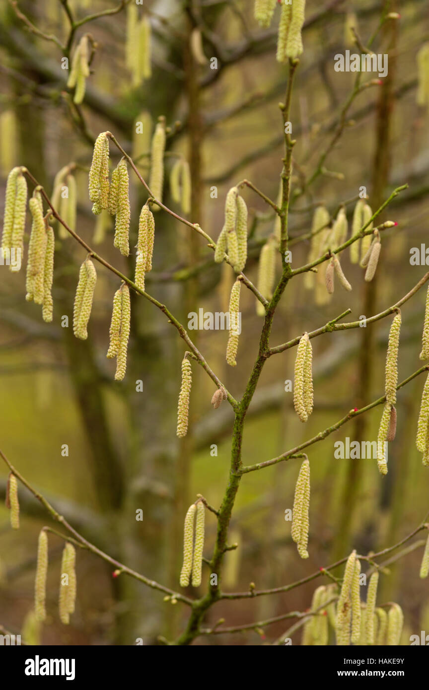 Corylus avellana Hazel Catkins Stock Photo - Alamy