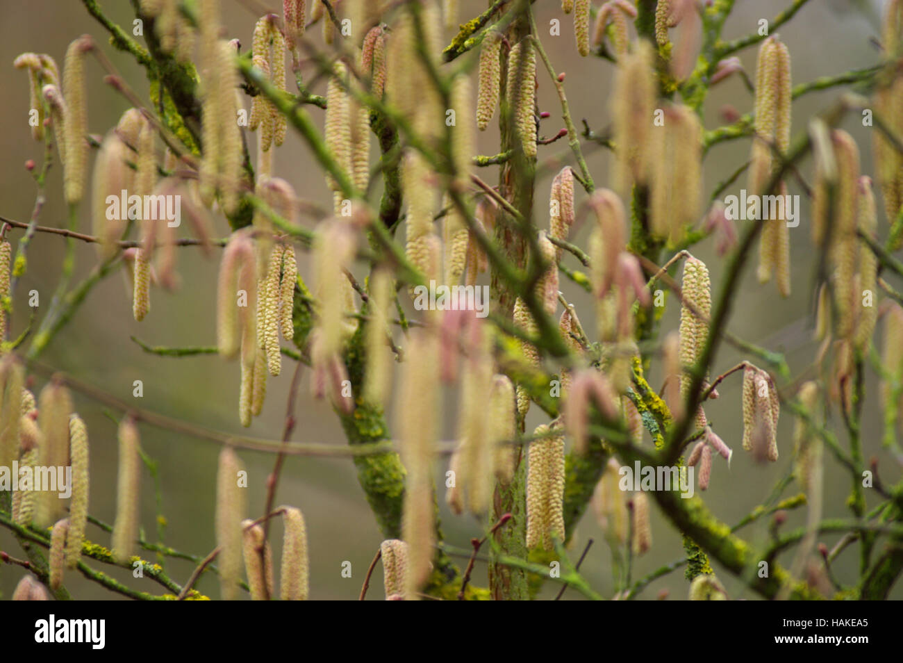 Corylus avellana Hazel Catkins Stock Photo - Alamy