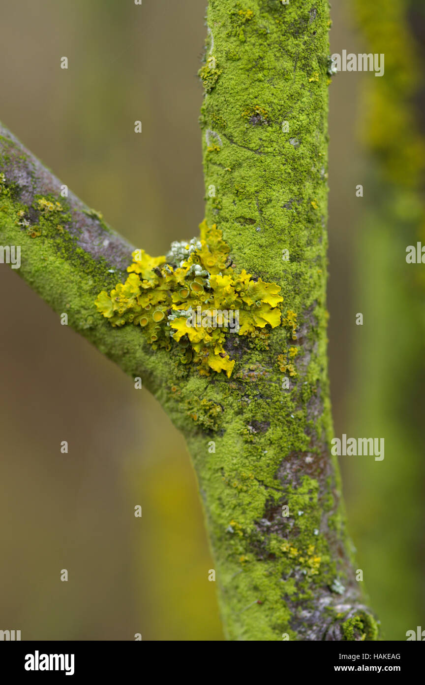 Xanthoria parietina Lichen Stock Photo - Alamy