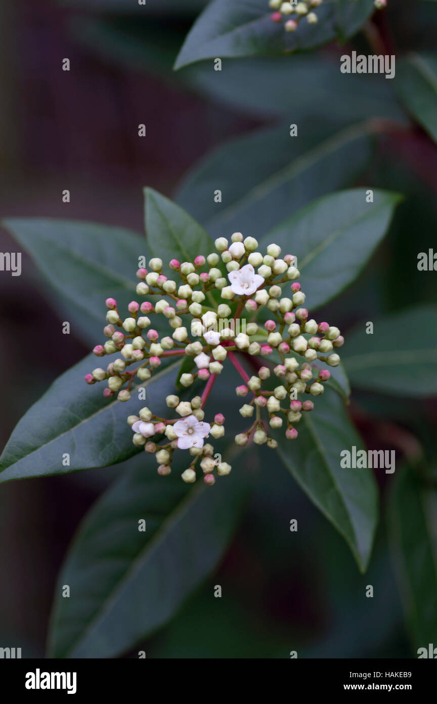 Tinus flower hi-res stock photography and images - Alamy