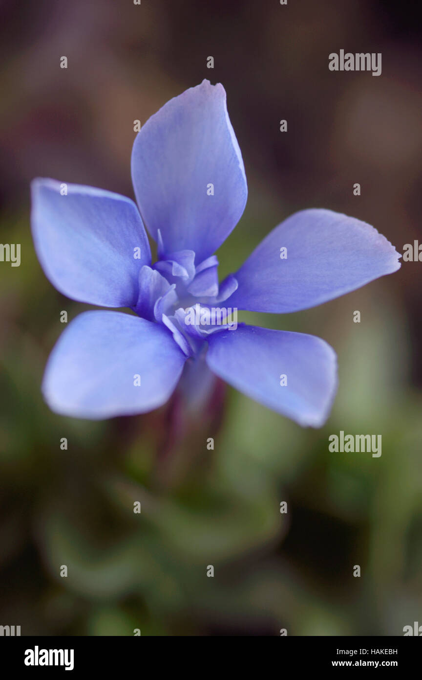 Gentiana verna Spring Gentian close up Portrait Stock Photo - Alamy