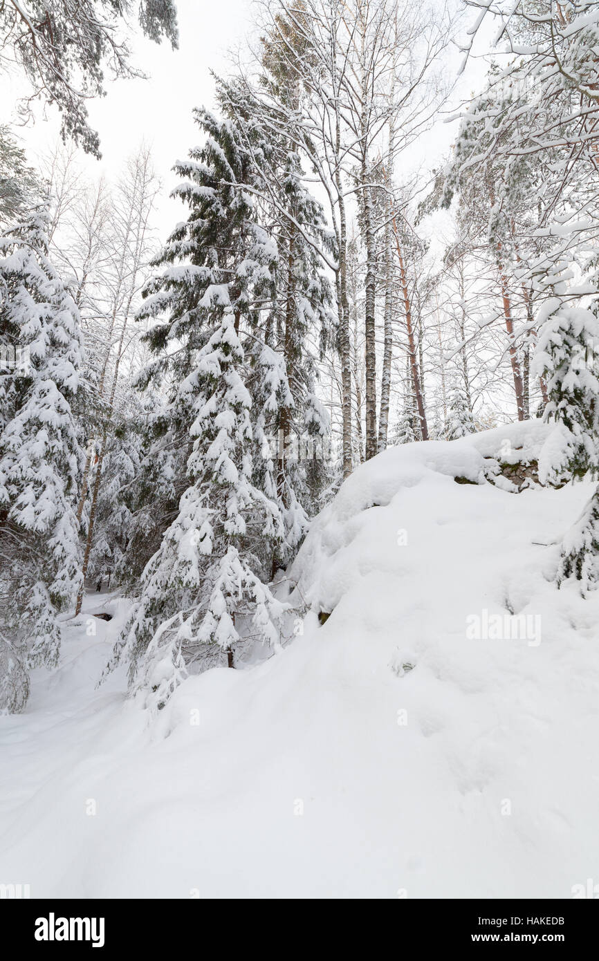 Trees in snow covered forest Stock Photo - Alamy