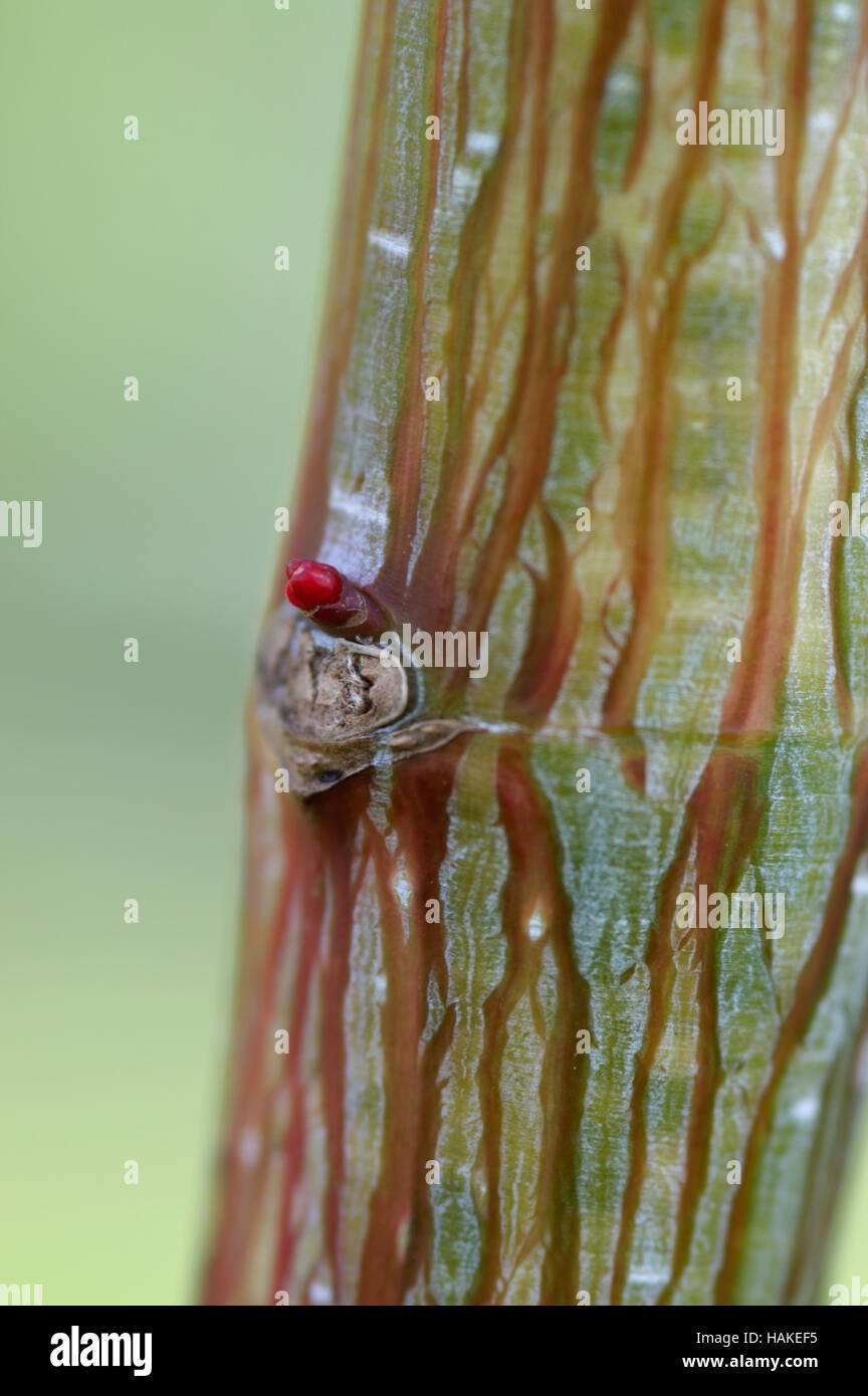 Acer conspicuum Silver Cardinal bark detail Stock Photo - Alamy