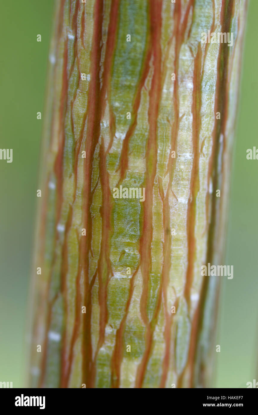 Silver cardinal acer hi-res stock photography and images - Alamy