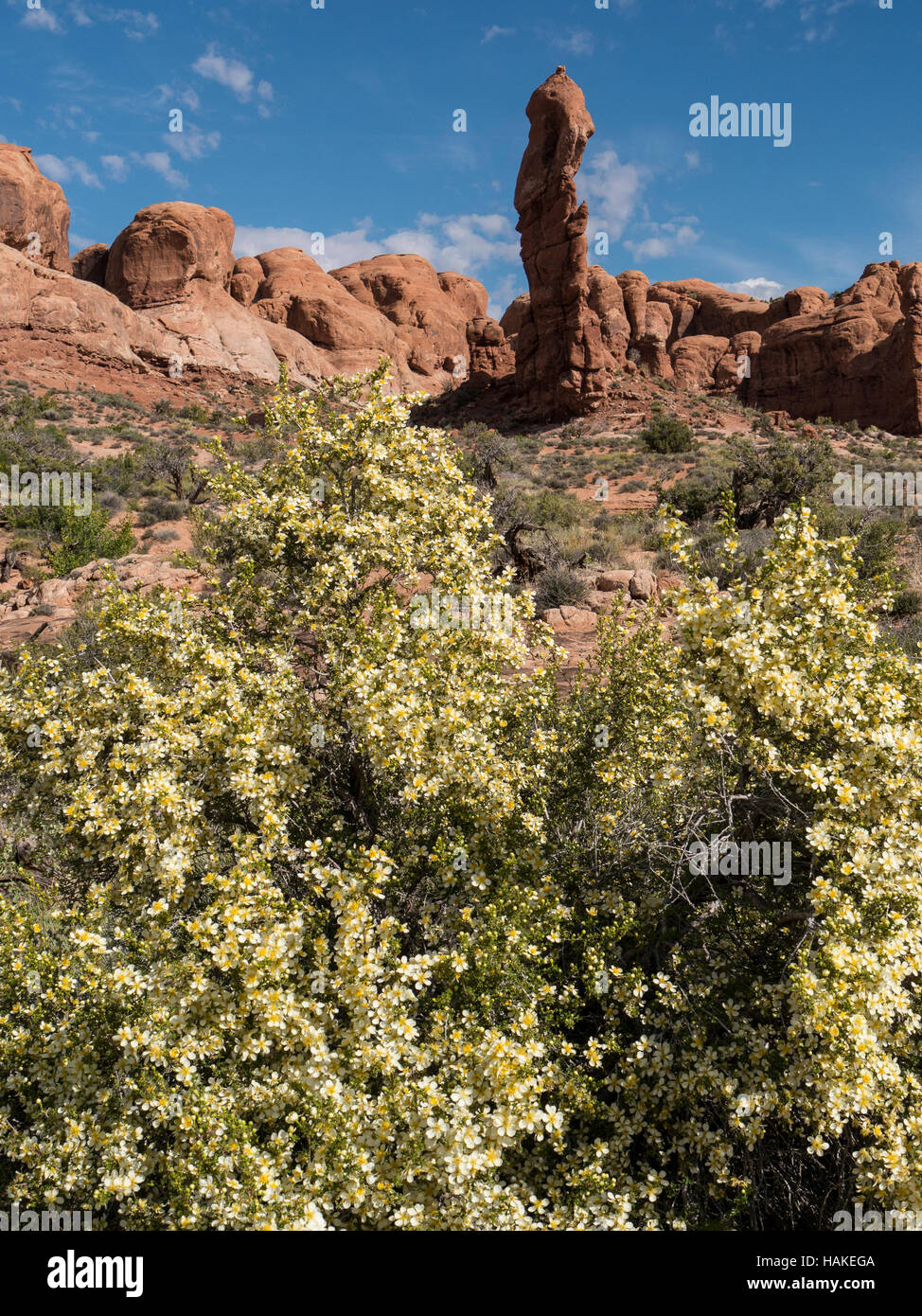 Pinnacle and cliffrose, Arches National Park, Utah Stock Photo - Alamy