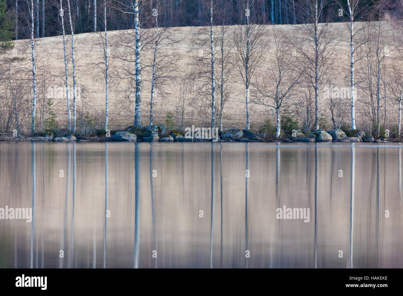 Tree reflection on lake Stock Photo - Alamy
