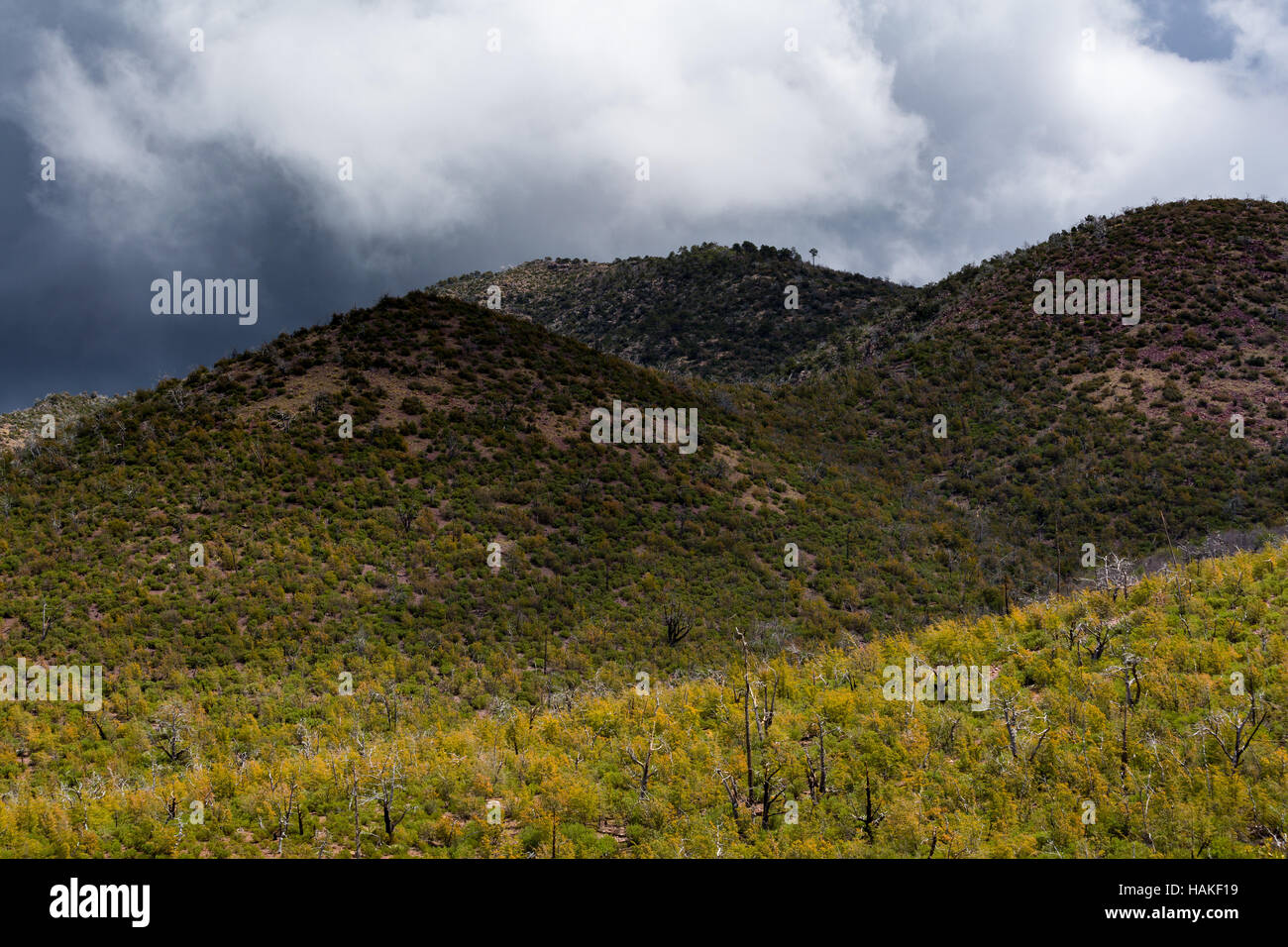 Heavy storm clouds moving over a high desert forest of oak trees in the ...