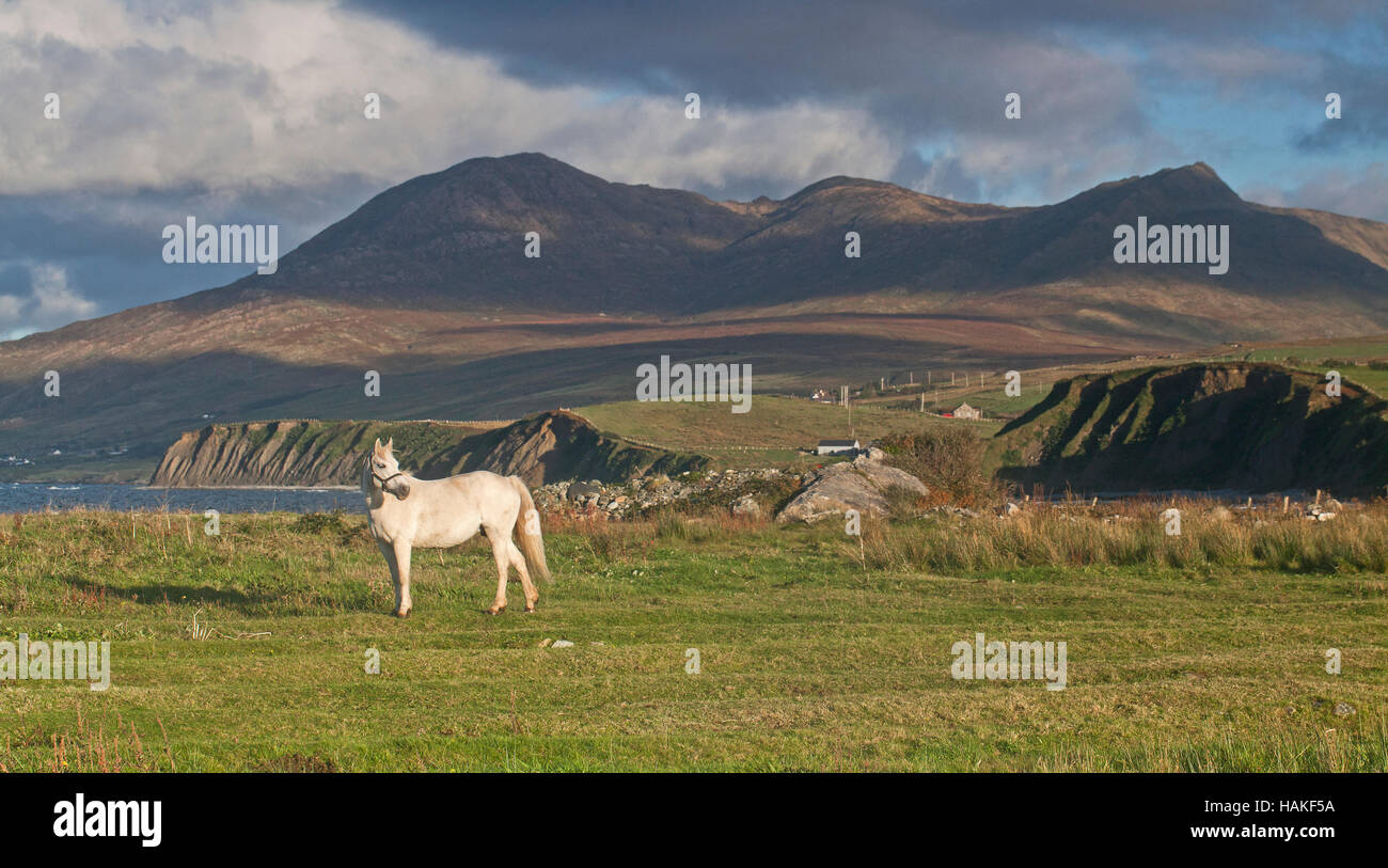 A Connemara pony and the coastal cliffs at the Renvyle Peninsula ...