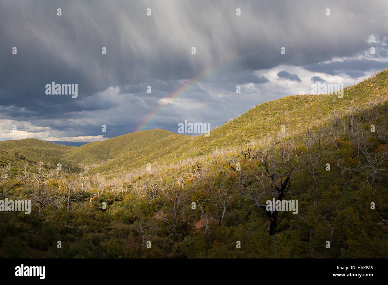 A rainbow arching over a burned high desert forest in the northern ...