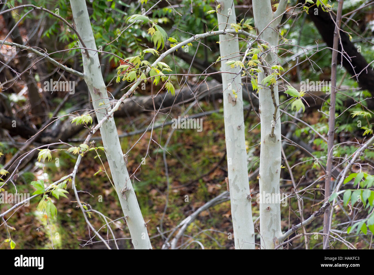 Sycamore canyon wilderness hi-res stock photography and images - Alamy