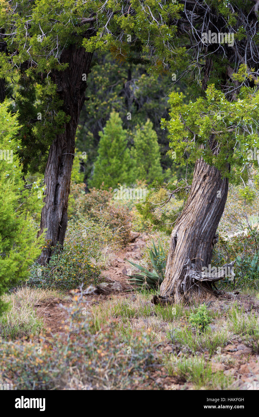 Pinyon juniper hi-res stock photography and images - Alamy