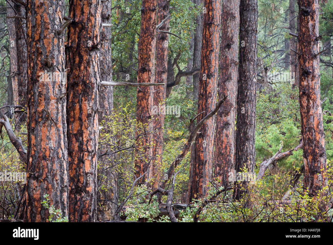 Mist soaking the ponderosa pine, oak, and juniper trees along the ...