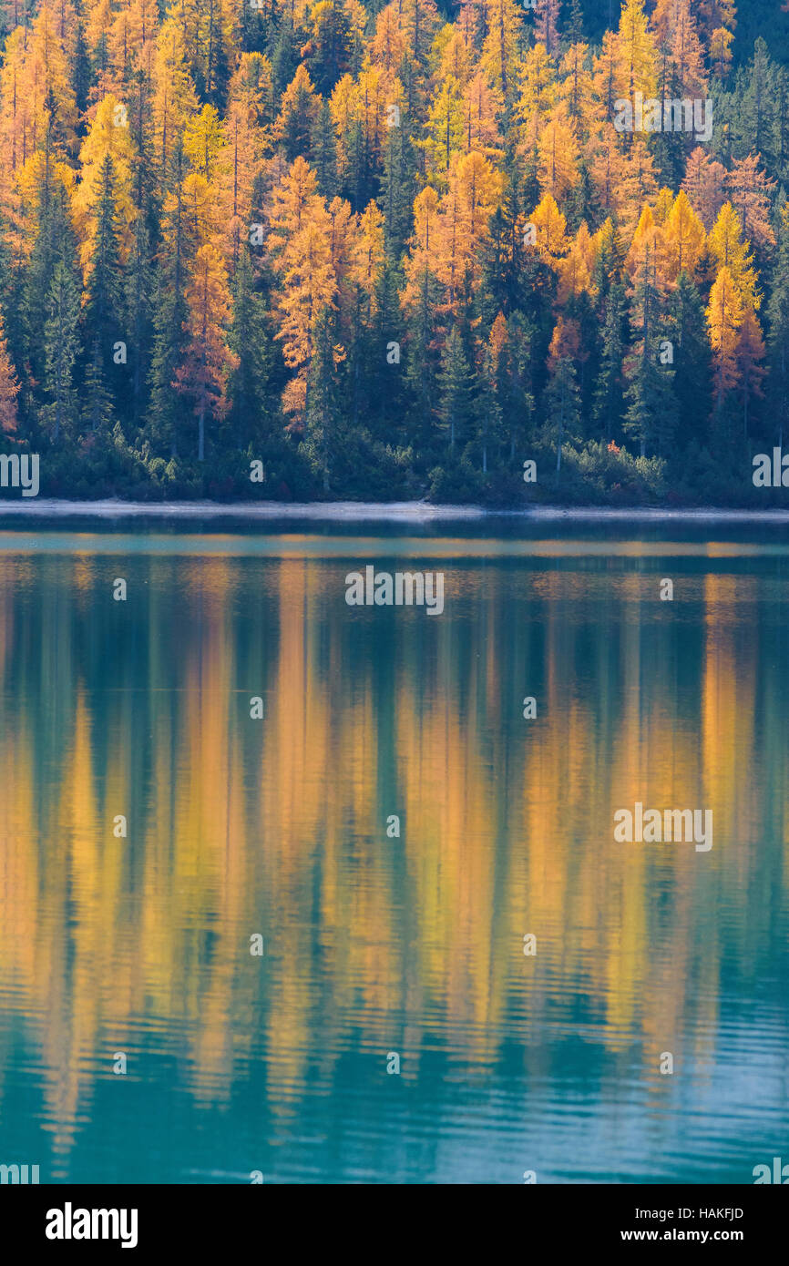 Mountainside with Colorful Larch Trees Reflecting in Lago di Braies in ...