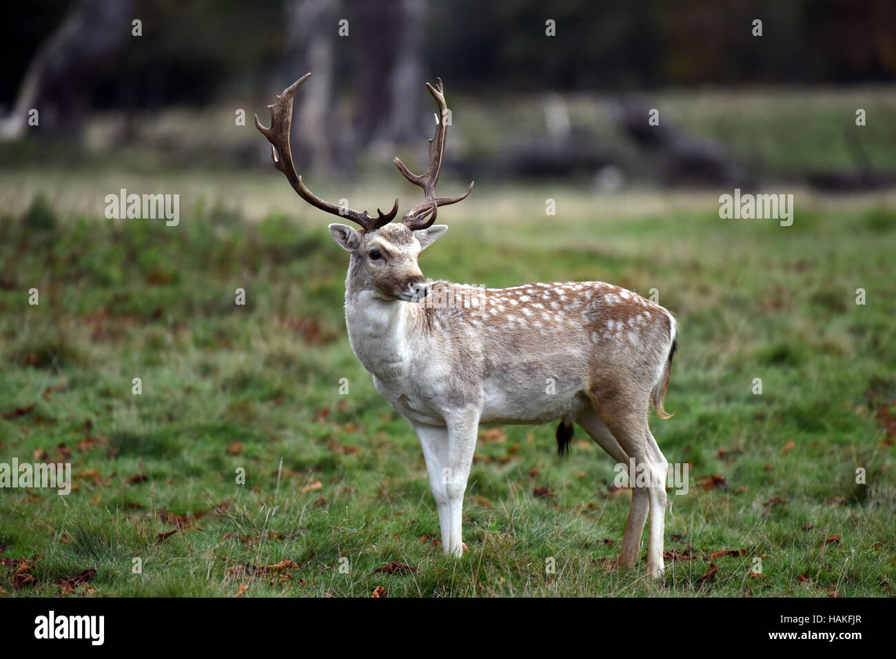 Fallow deer buck Uk Stock Photo - Alamy
