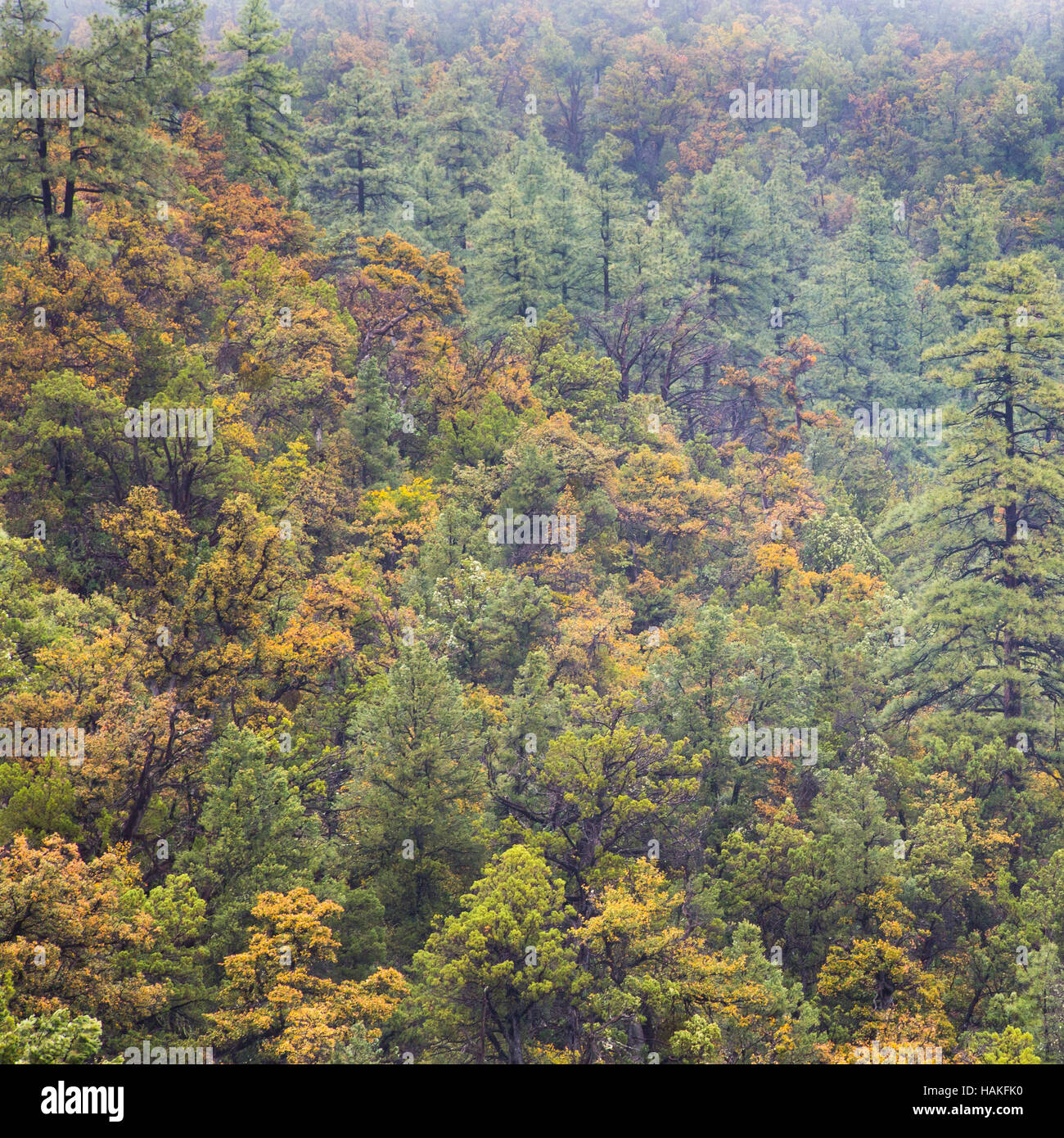 Pine and juniper hi-res stock photography and images - Alamy