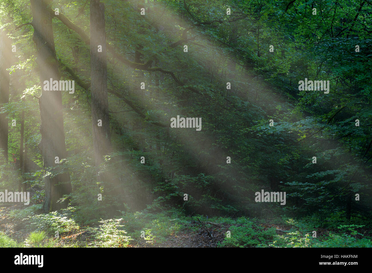 Plantlife seasons hi-res stock photography and images - Alamy