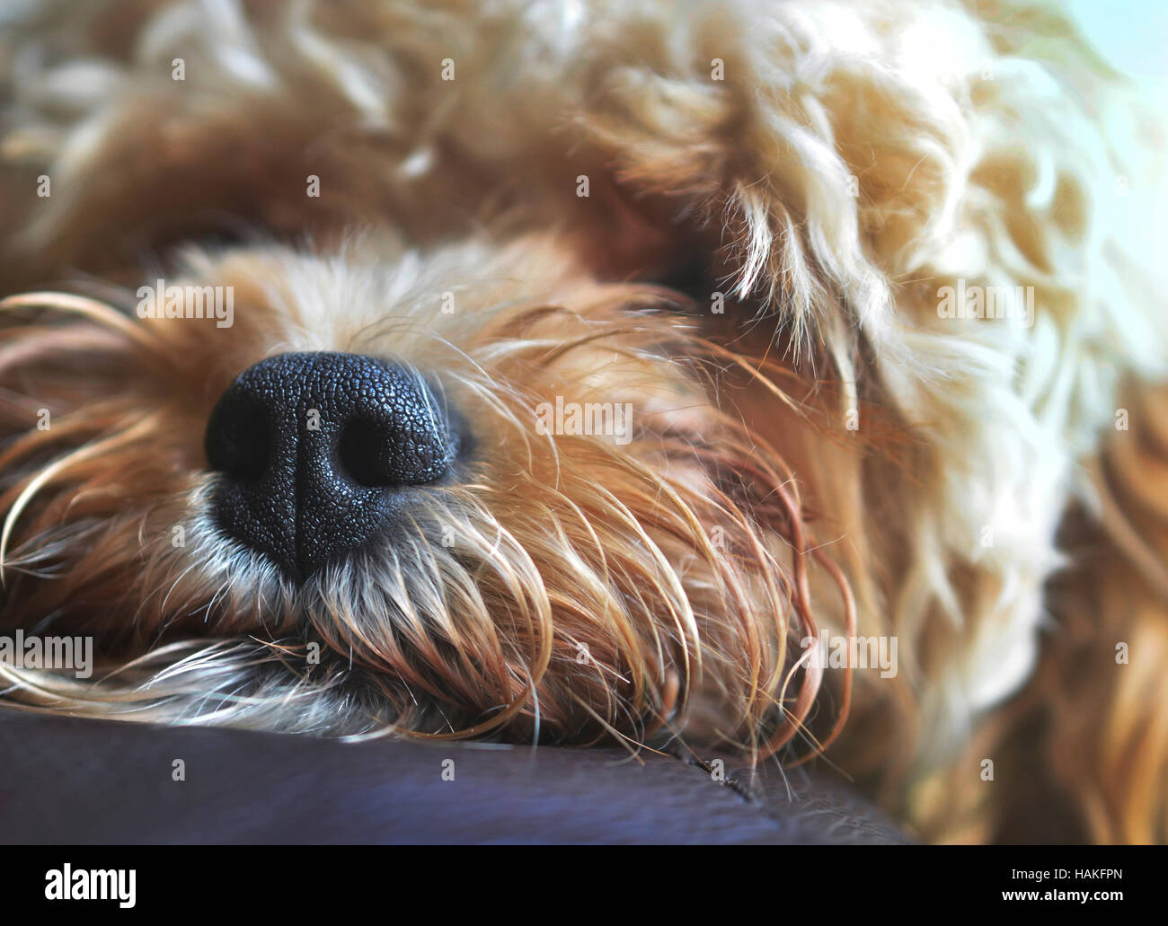 Beige cockapoo puppy hi-res stock photography and images - Alamy