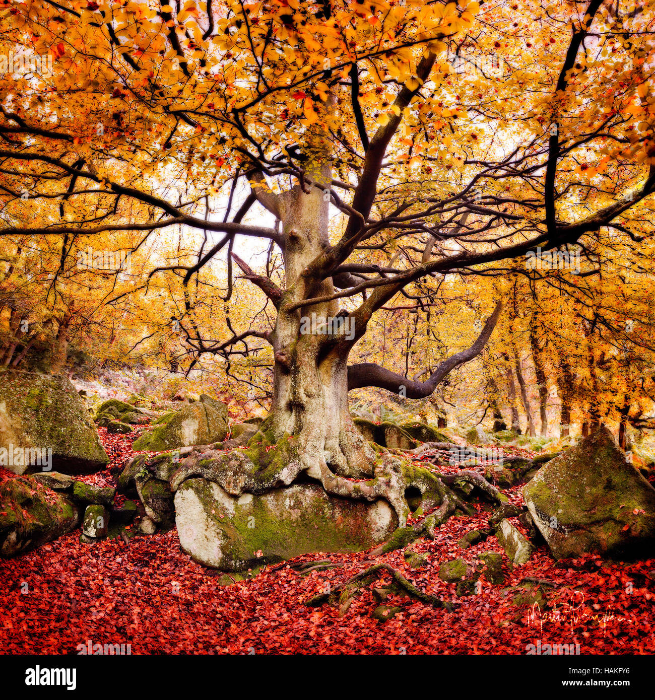 Beech tree, autumn Stock Photo - Alamy
