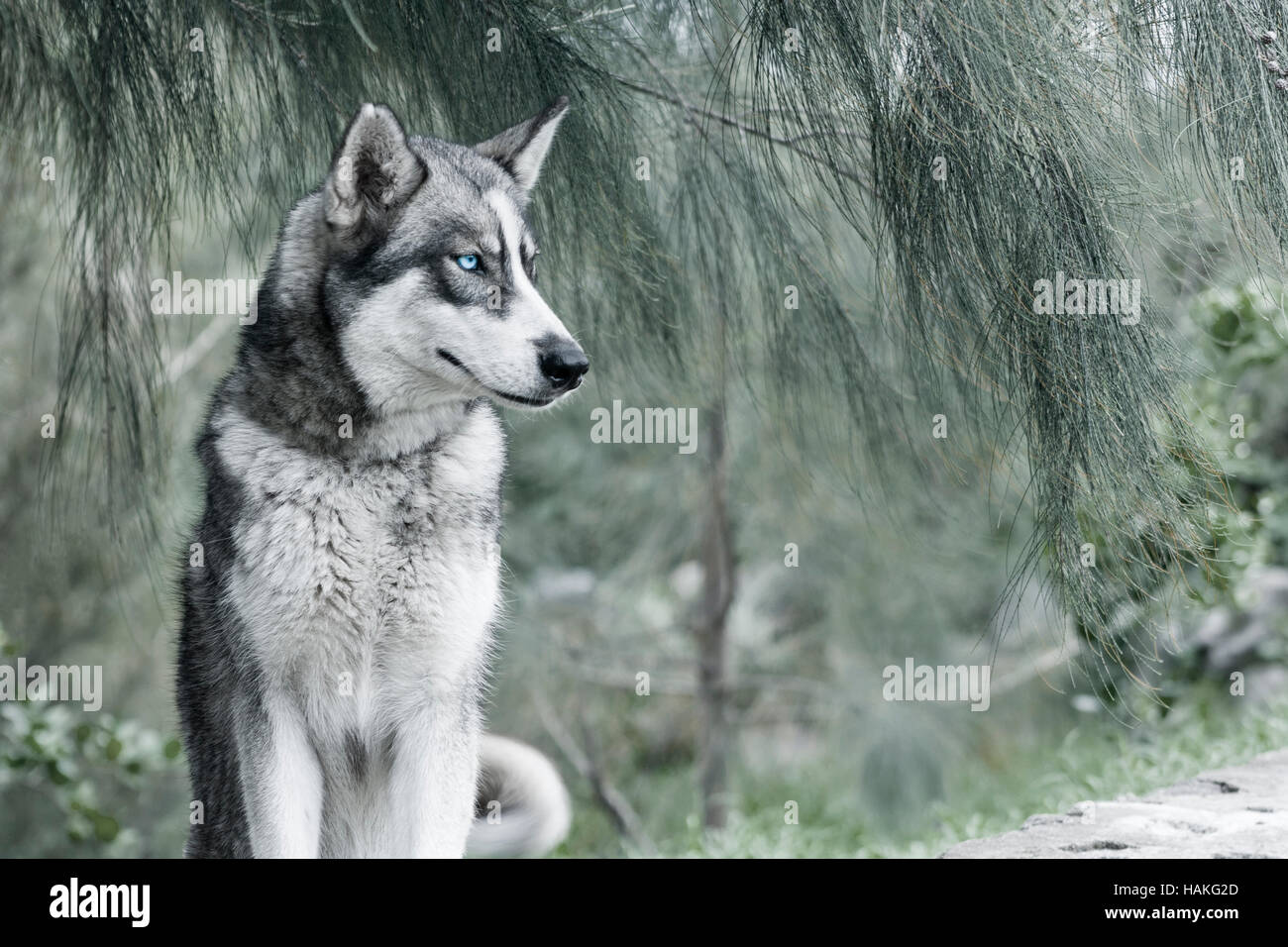 Wild blue wolf eyes hi-res stock photography and images - Alamy