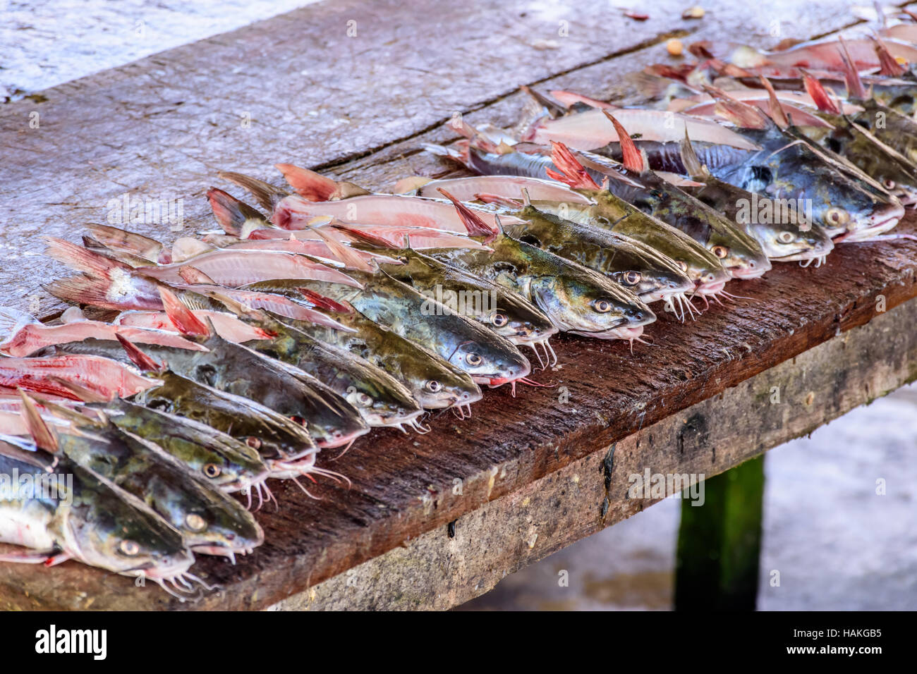 Prepared fish lined up on table at fish market in Caribbean town of ...