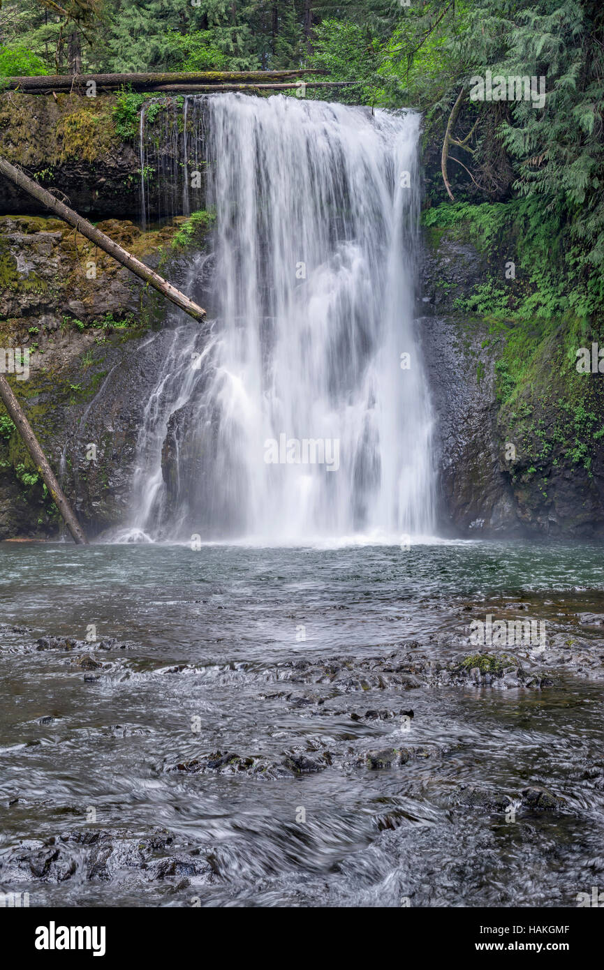 USA, Oregon, Silver Falls State Park, Spring flow of North Fork Silver ...