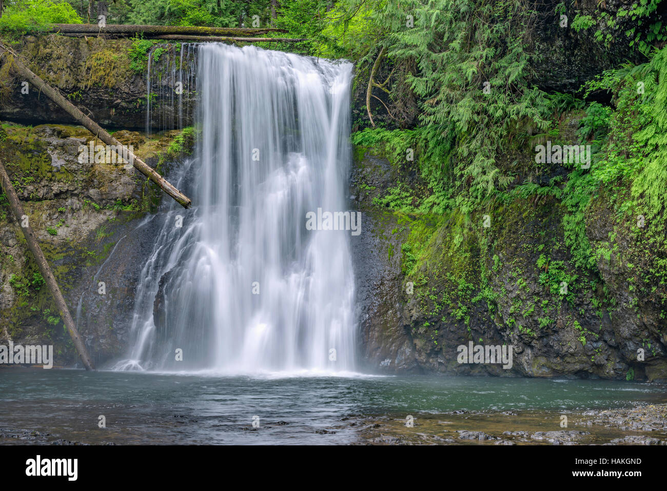 USA, Oregon, Silver Falls State Park, Spring flow of North Fork Silver ...