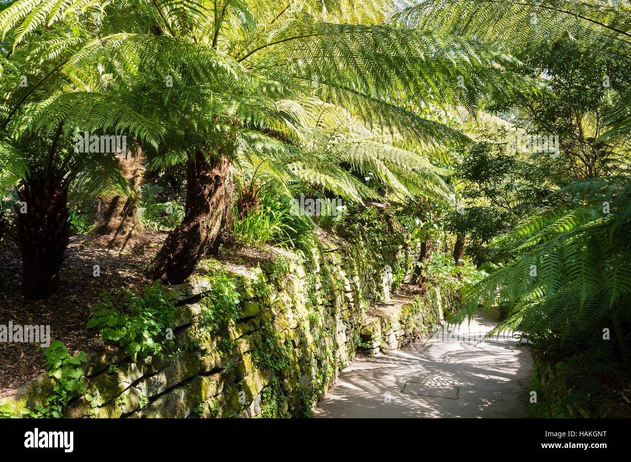 Tree-fern-lined entrance path to Trebah gardens Stock Photo - Alamy