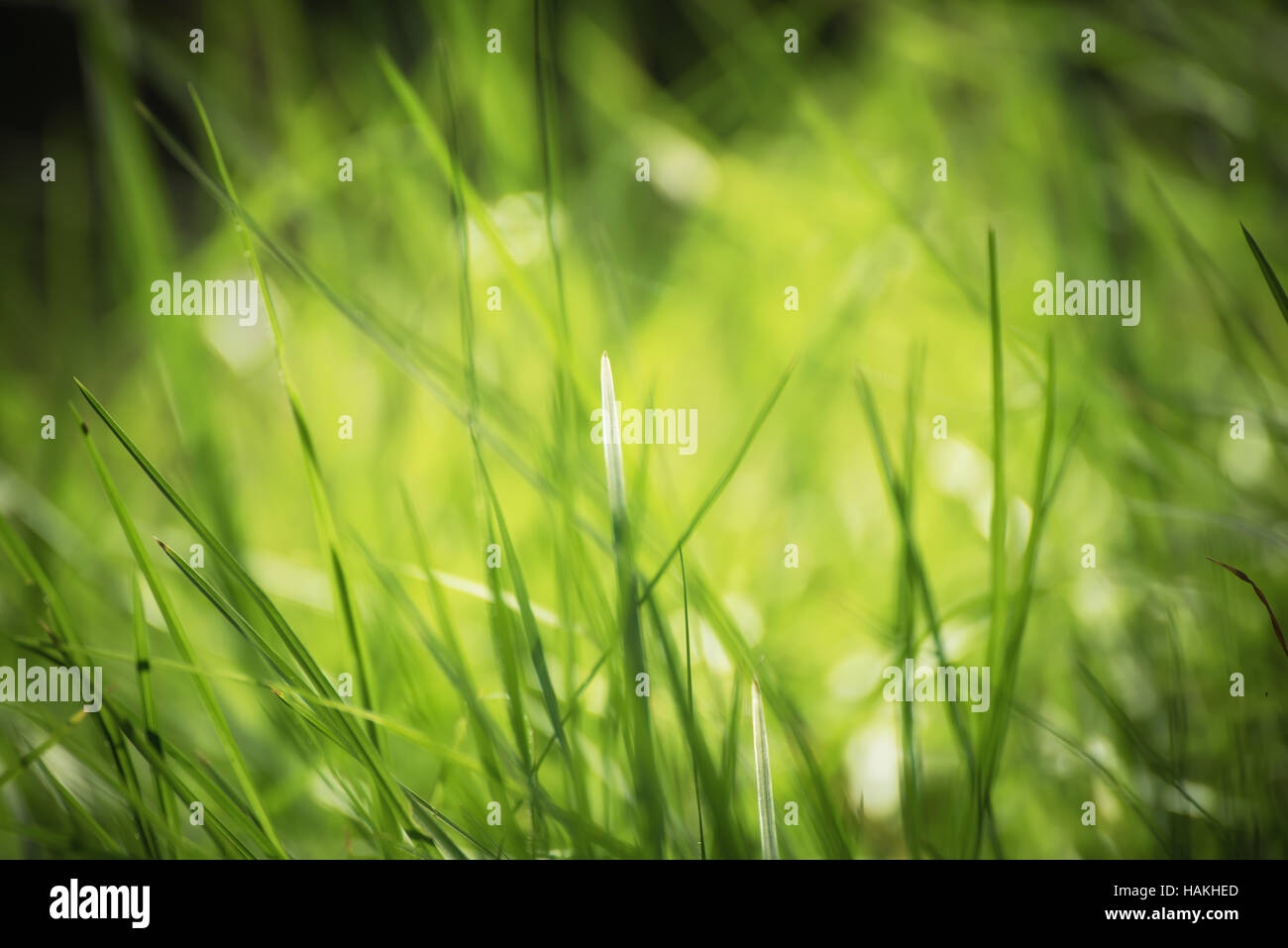Natural abstract sunny background Stock Photo - Alamy