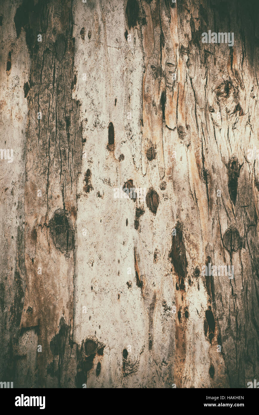 Traditional eucalyptus trees hi-res stock photography and images - Alamy