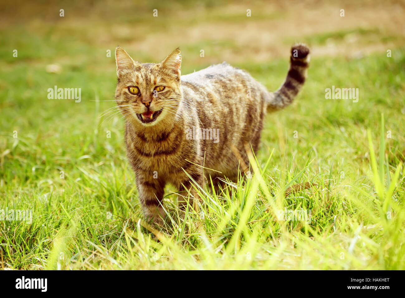 Funny cat on grass Stock Photo - Alamy