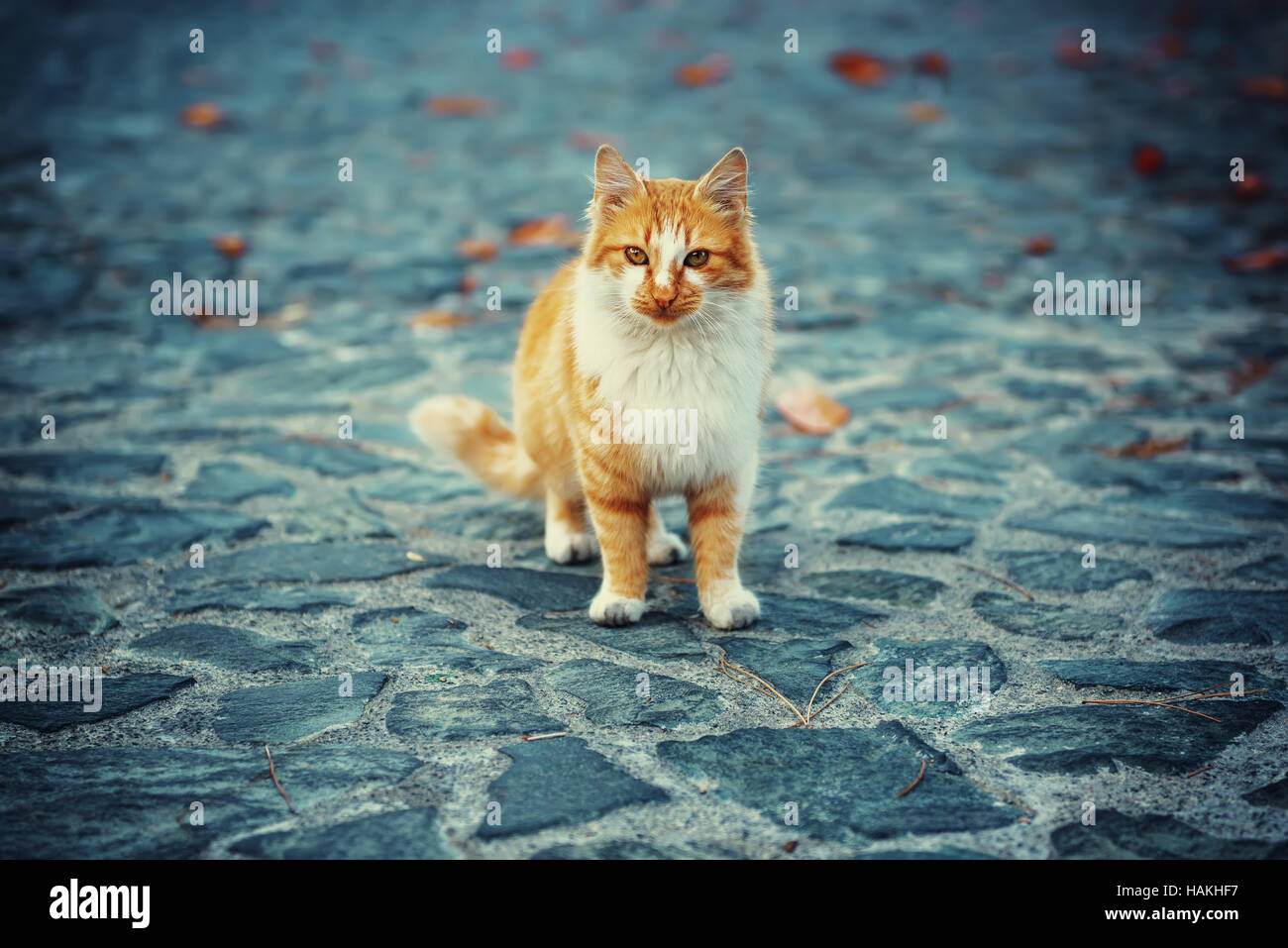 Street cat portrait Stock Photo - Alamy