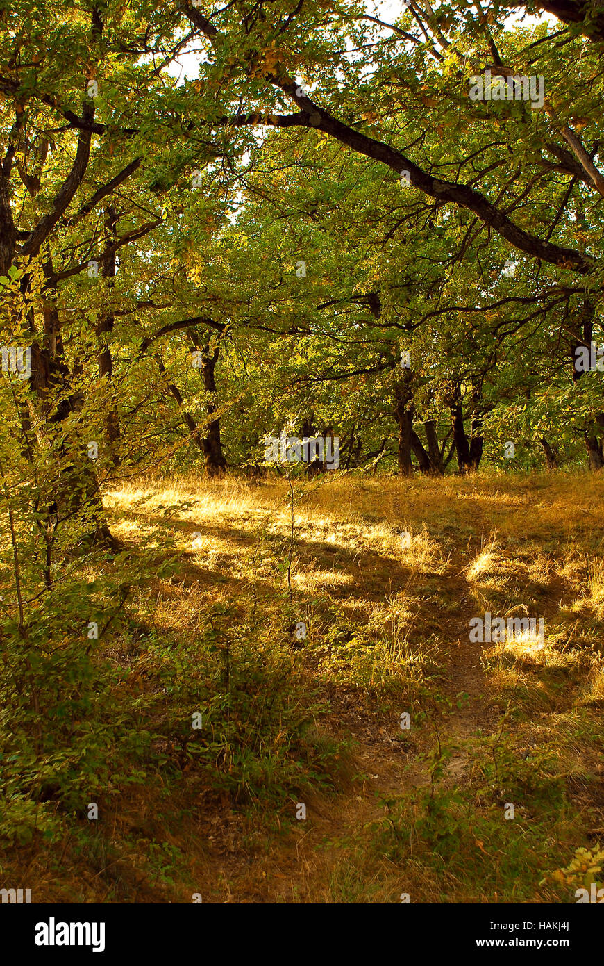 forest path in sunset light Stock Photo - Alamy