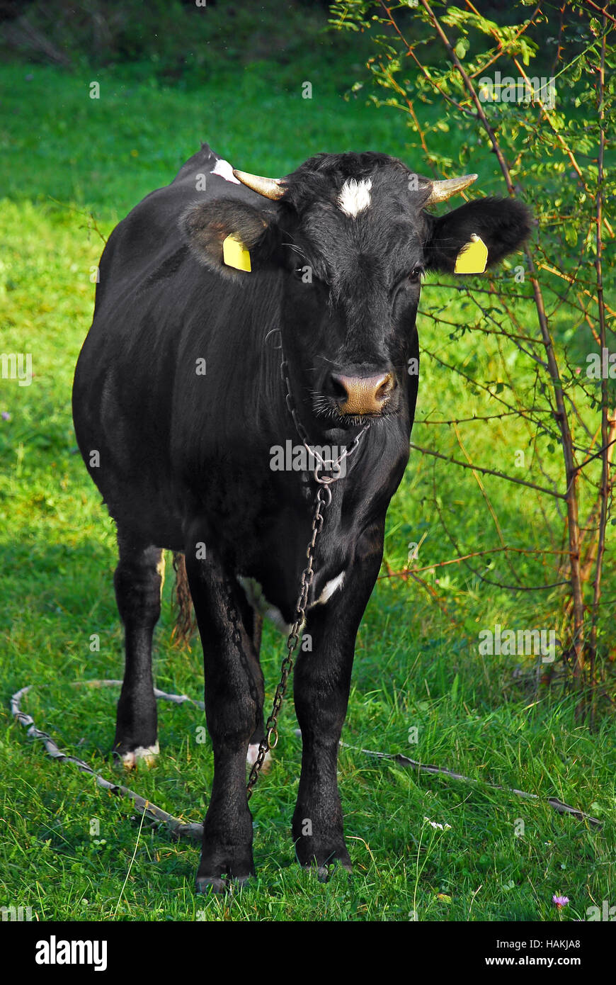 Young cow hi-res stock photography and images - Alamy