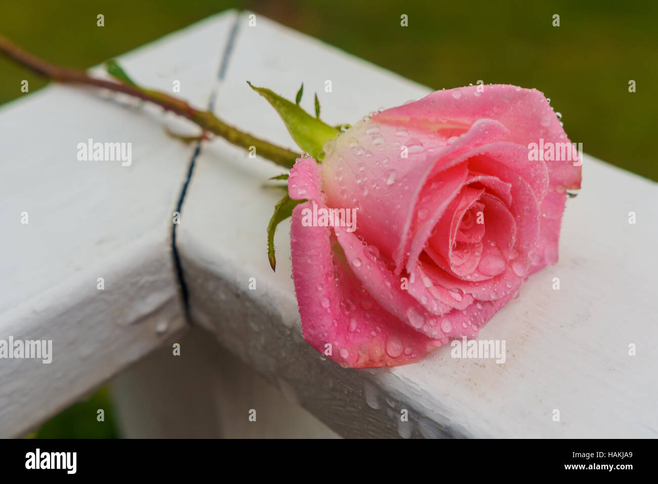 Closeup of pink rose in drops rain Stock Photo - Alamy