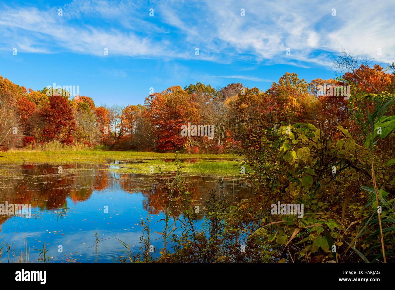 Autumn landscape. with colorful forest Stock Photo - Alamy