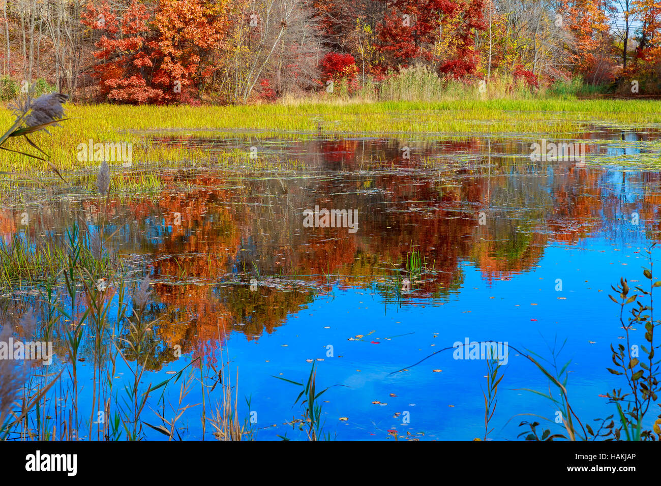Pond in autumn, yellow leaves, reflection Stock Photo - Alamy